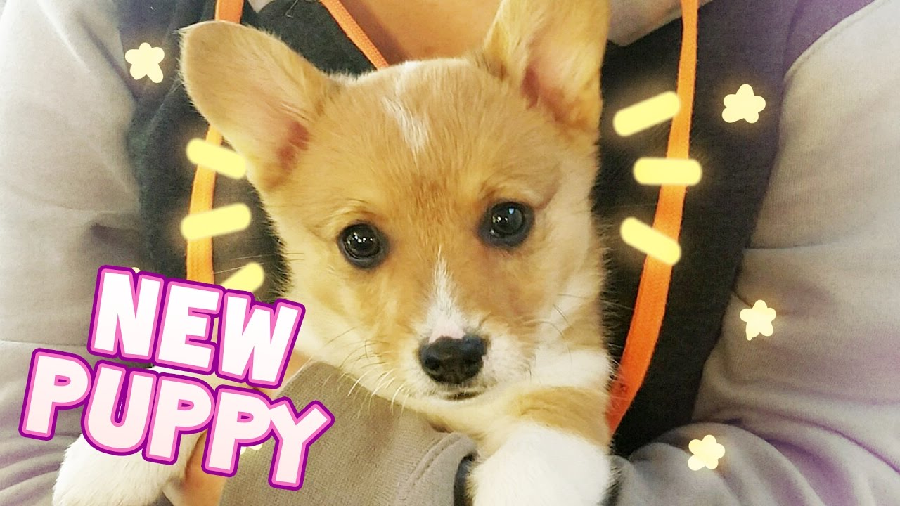 I GOT A PUPPY! 🐶💜