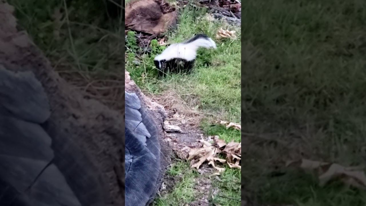 skunk reaction slow motion