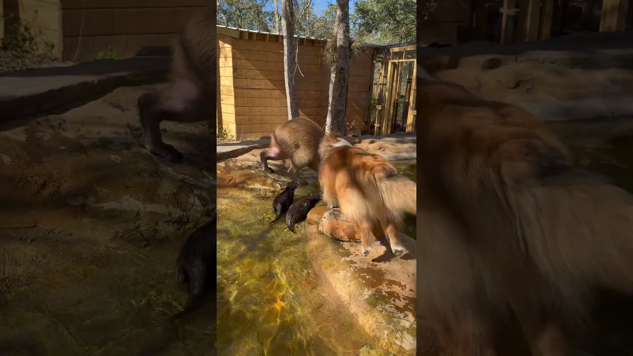 The Reality of Owning Capybaras