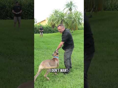 You NEED to Do This While Teaching Your Dog Recall