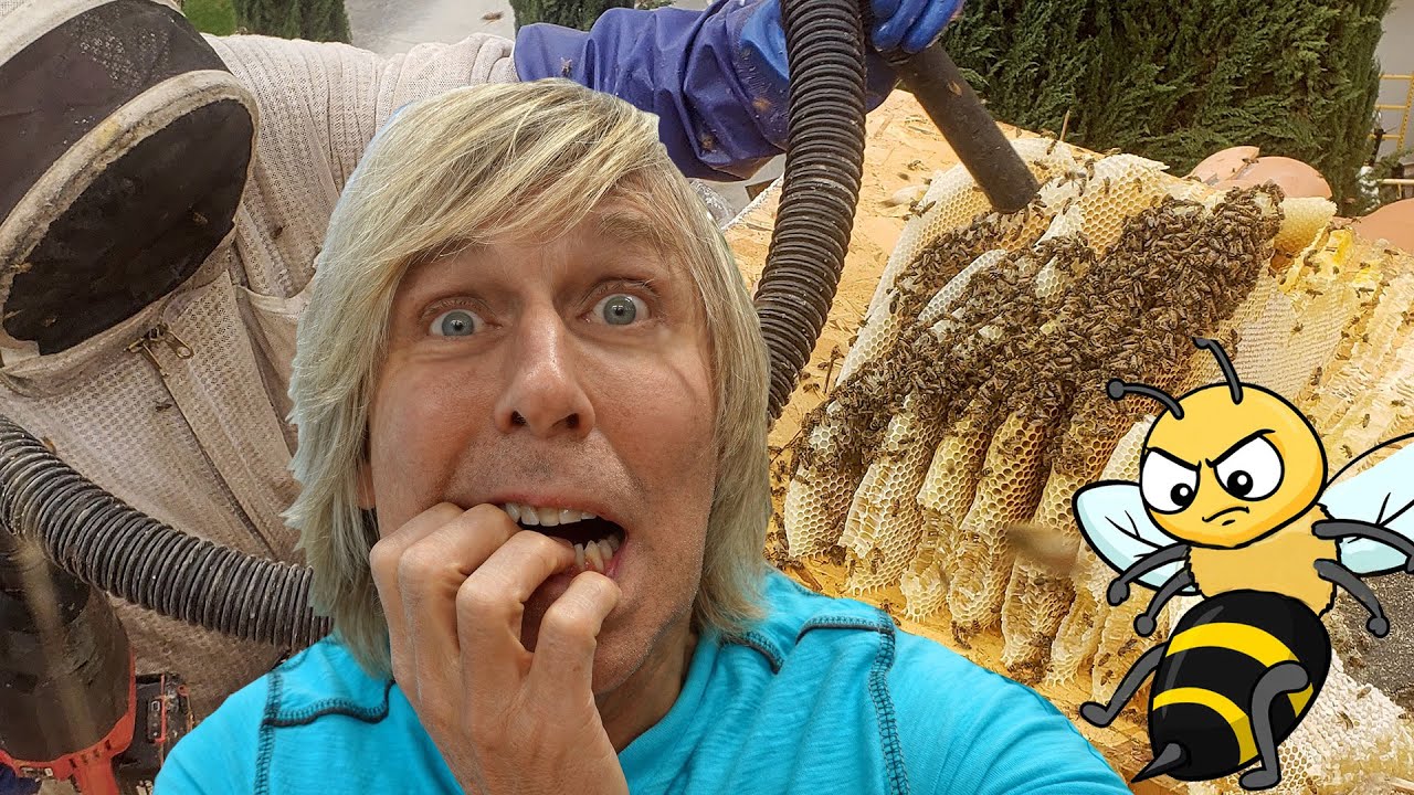 a 12 FOOT Beehive in my house ?