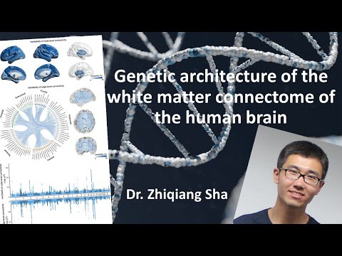 "Genetic architecture of the white matter connectome of the human brain" Sha et al. #genomics #neuro