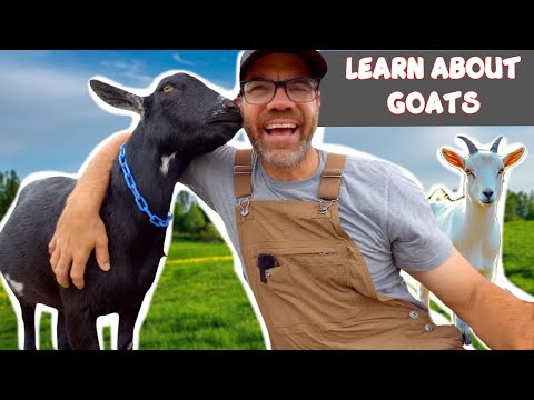 Learn About Goats with Farmer Jason! (Fun Educational Video For Kids)