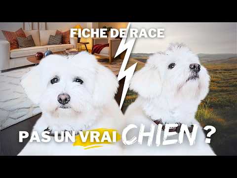 LE COTON DE TULÉAR - FICHE DE RACE