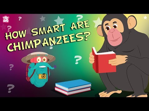 How Smart Are Chimpanzees? - The Dr. Binocs Show | Best Learning Videos For Kids | Peekaboo Kidz