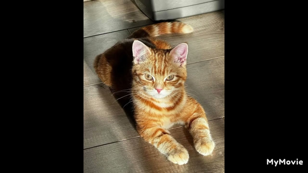 WALLPAPERS  OF CATS  VIDEO 15   #wallpaper  #wallpapers  #encourageworkandexploringfun
