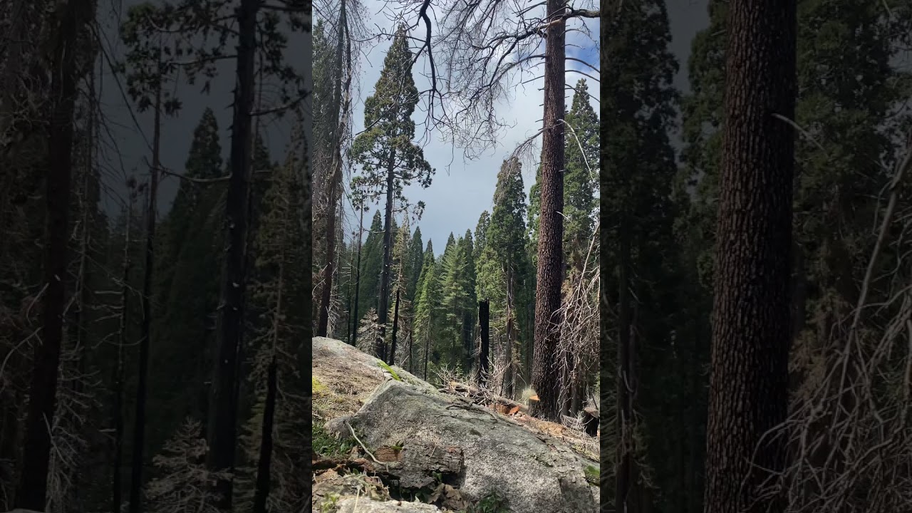 MTS tres service removal sugar pine power line clearance
