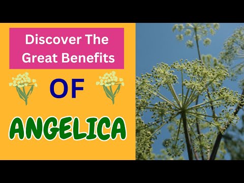 Unlocking the Hidden Power of Angelica Root: Health Benefits Revealed!