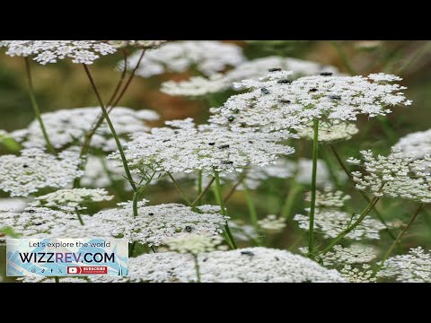 Flowers Queen Anne's Lace – Seeds Review