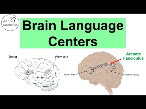 Brain Language Centers: Brocaโs Area, Wernickeโs Area, Angular Gyrus & Arcuate Fasciculus