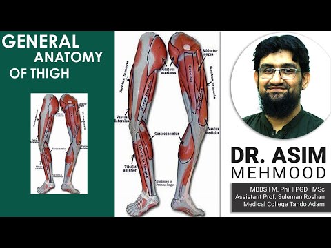 General Anatomy of Thigh | Hindi / Urdu