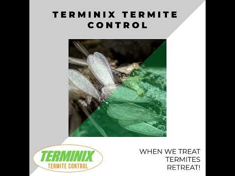 Terminix Termite Control | Terminix NOLA & Northshore