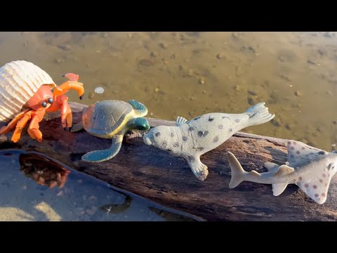 Water, Ocean & Sea Animal Names with Toys