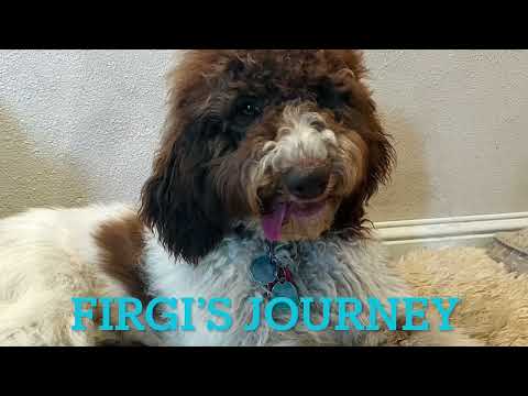 Firgi has graduated from the Board & Train program!