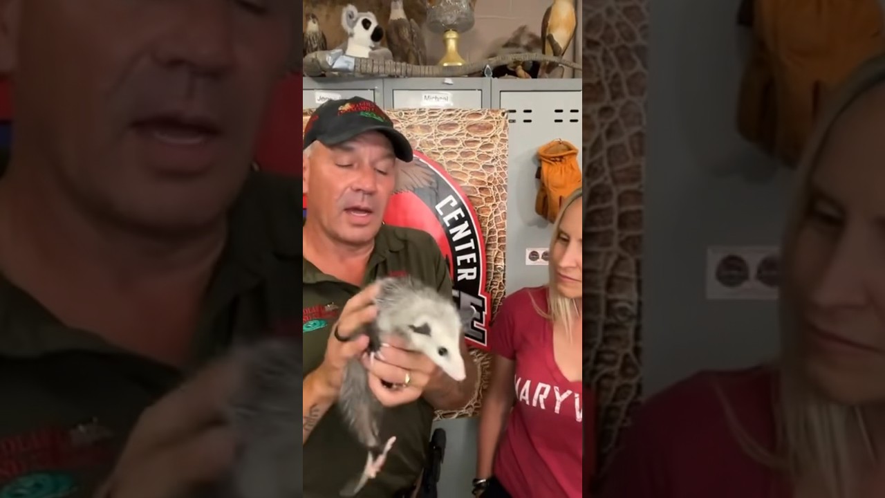 Opossums don’t hibernate in St Louis #shorts #animals