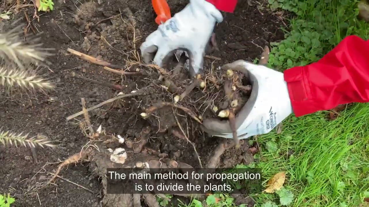 How to Propagate Peonies