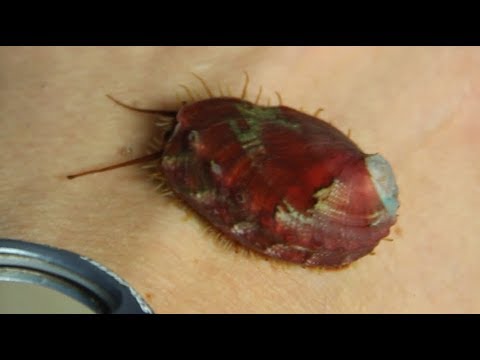 Species in the Spotlight: White Abalone Recovery