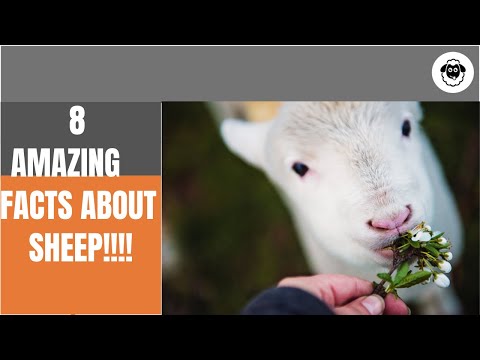 8 AMAZING FACTS ABOUT SHEEP