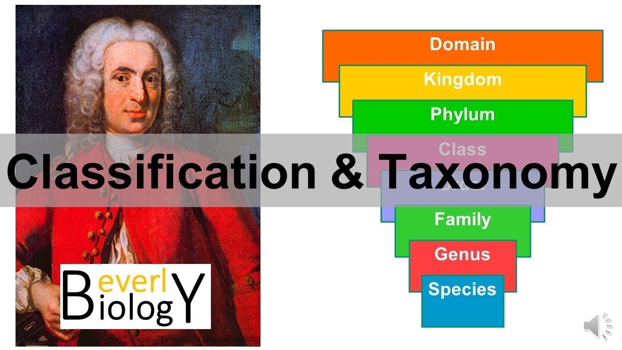 Understanding Classification and Taxonomy: The Science Behind Naming ...
