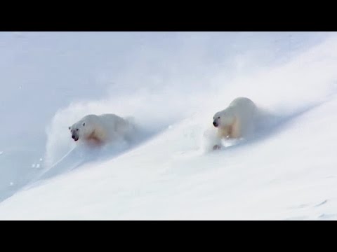 Adult Polar Bears 'Flirting' with Each Other | Animal Attraction | BBC Earth