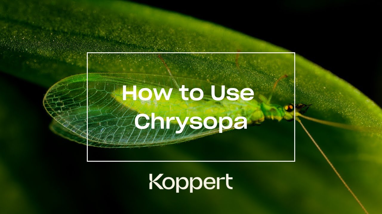 How to Use Chrysopa: Koppert