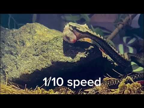 Snake King - Feeding venomous snakes - full frame clip