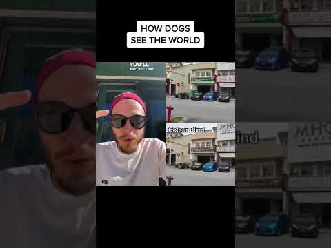 How dogs see the world! ๐๐พ #colorblind #thebkpets #optometrist #shorts