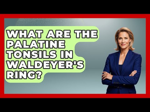 What Are The Palatine Tonsils In Waldeyer's Ring? - Ear Nose Throat Expert