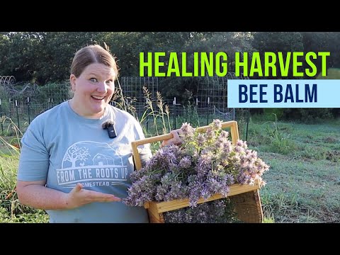 Bee Balm is a Medicinal Must-Have!