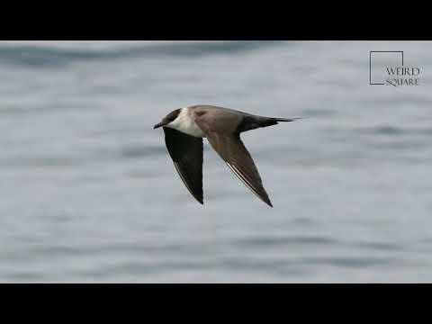 Interesting facts about long tailed jaeger by weird square