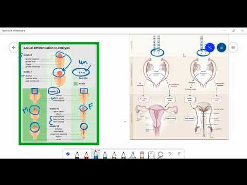 Gender Formation in the Fetus – Sexedu