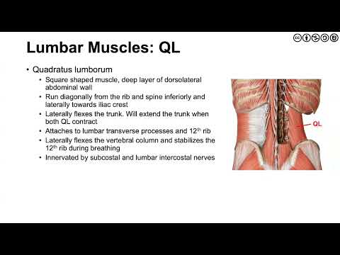 Lumbar Spine | Overview of Anatomy, Kinesiology, and Biomechanics
