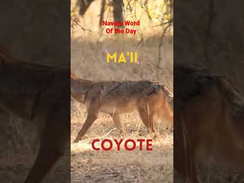 Navajo Word of the Day - Coyote