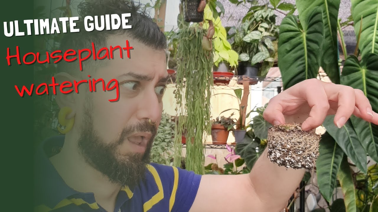 Ultimate Houseplant Watering Guide | Tips and Tricks on houseplant watering