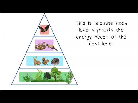 Ecological Pyramids