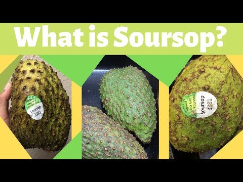 What is Soursop (Guanabana)?