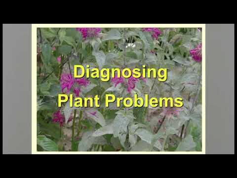 Diagnosis of Plant Diseases and Disorders