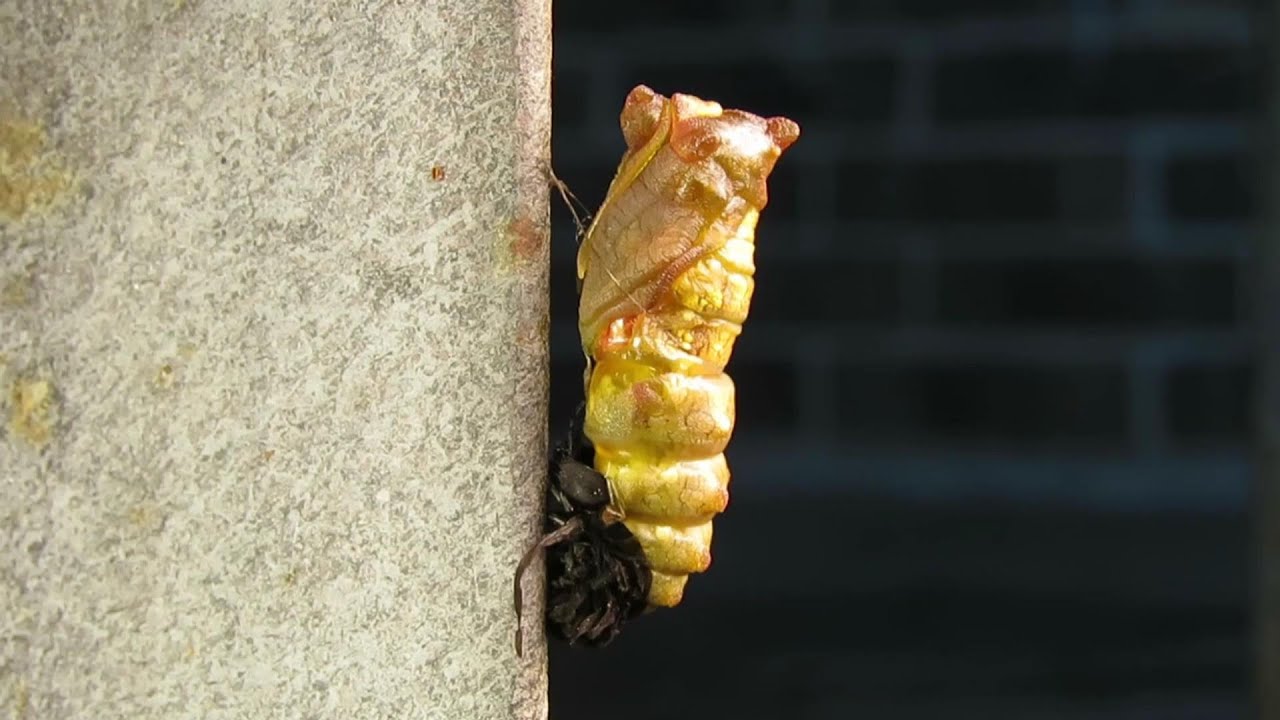 Pipevine Swallowtail Pupation
