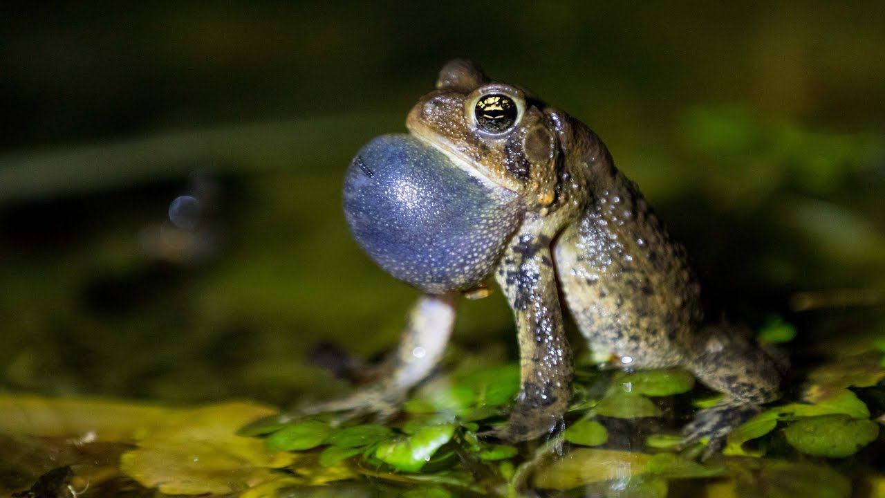 Dwarf American Toads Calling