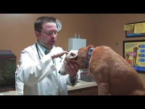 How to Remove a Tick From a Dog's Ear