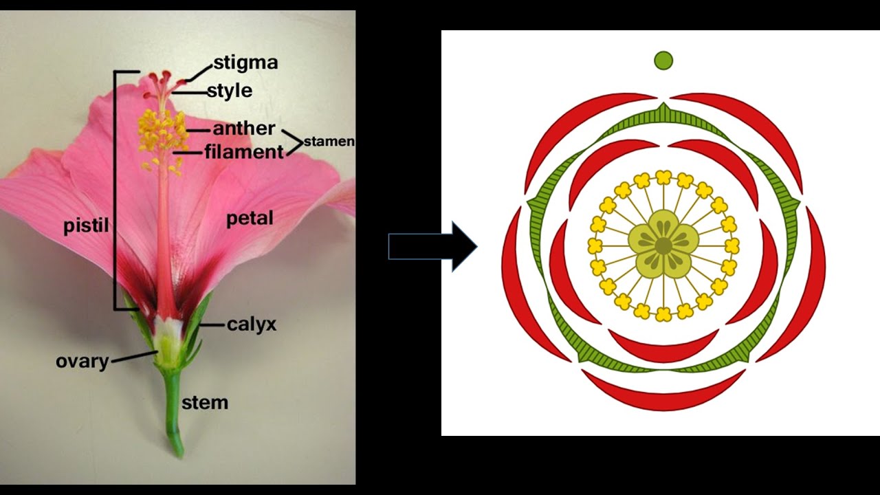Program diagram bunga