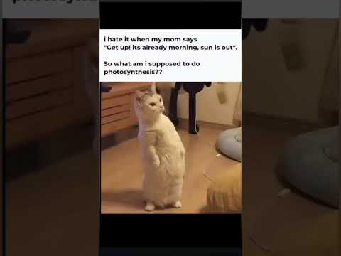 #subscribe #humor #funny #memes