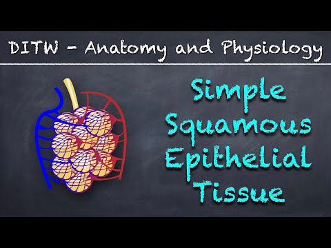 DITW - Simple Squamous Epithelial Tissue
