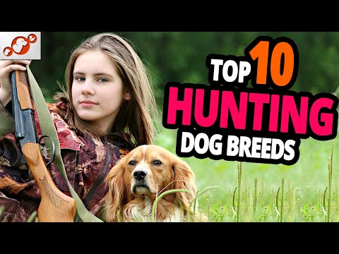 ???? Hunting Dogs – TOP 10 Best Hunting Dog Breeds In The World!