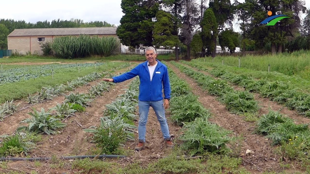 Comparación entre cultivo de alcachofa de zueca y de semilla en ecológico.