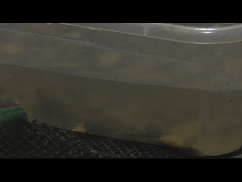Local fish hatchery mussel program helps Illinois waterways