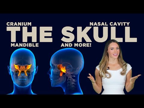 The Skull: Nasal Cavity, Mandible and More!