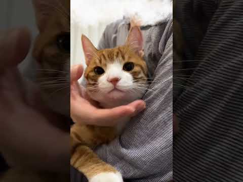 The utterly satisfied expression of a cat being massaged. 😌🐾#cat #cats