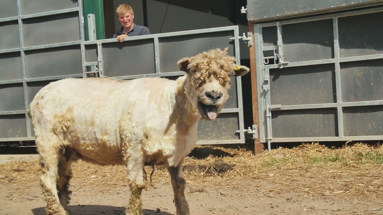 Sheep Shearing -  Video for schools