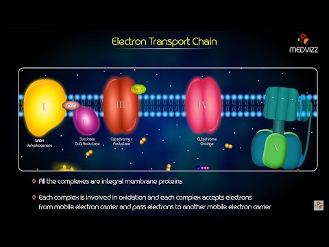 Electron Transport Chain - Biochemistry - Medbullets Step 1
